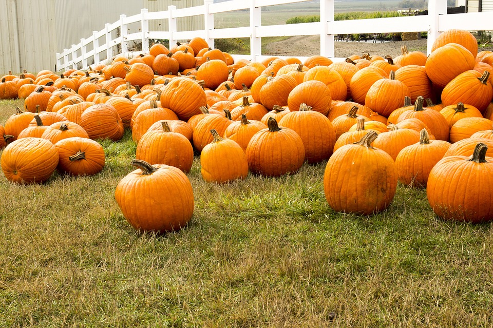 Huge List of Pumpkin Patches in DFW | Hustle Mom Repeat